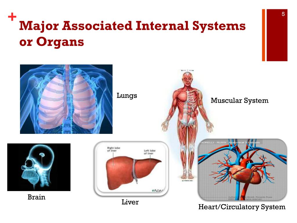 PPT - Medical Technology: Human Vital Signs PowerPoint Presentation ...