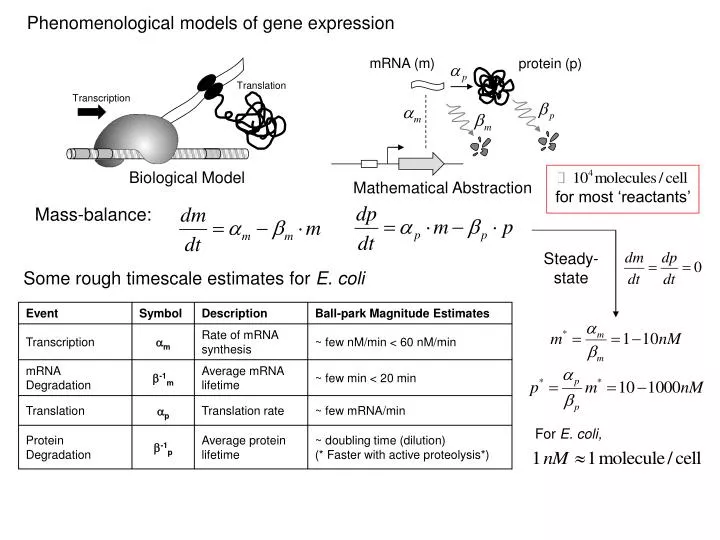 PPT - Phenomenological models of gene expression PowerPoint ...