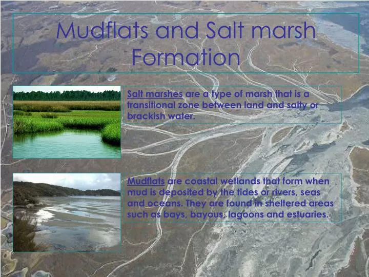 PPT - Mudflats and Salt marsh Formation PowerPoint Presentation, free ...