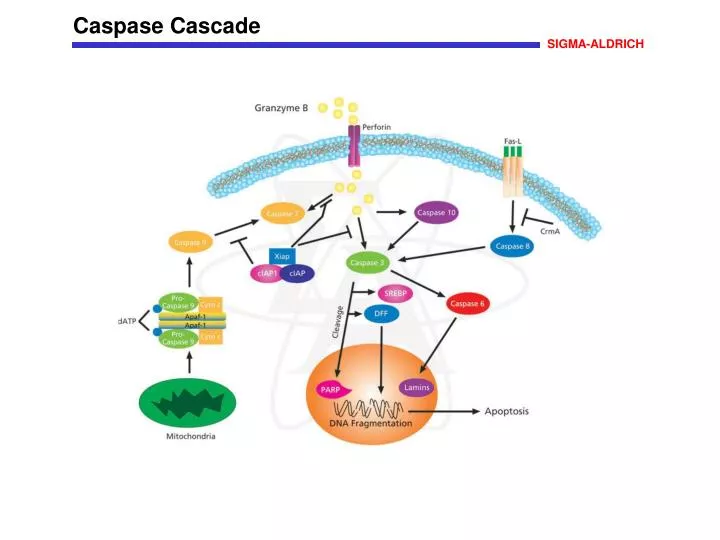 PPT - Caspase Cascade PowerPoint Presentation, free download - ID:2961164