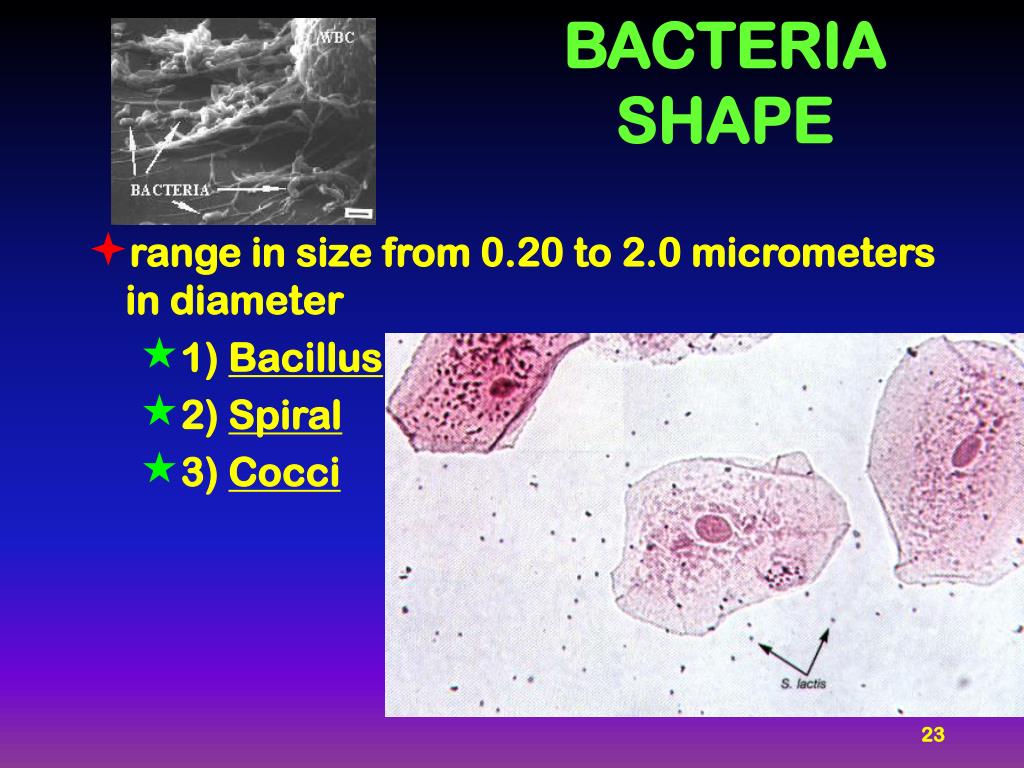 PPT - MICROBIOLOGY Cell Biology of Bacteria PowerPoint Presentation ...