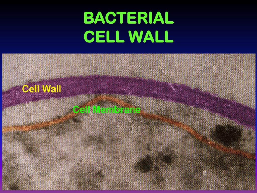 PPT - MICROBIOLOGY Cell Biology of Bacteria PowerPoint Presentation ...