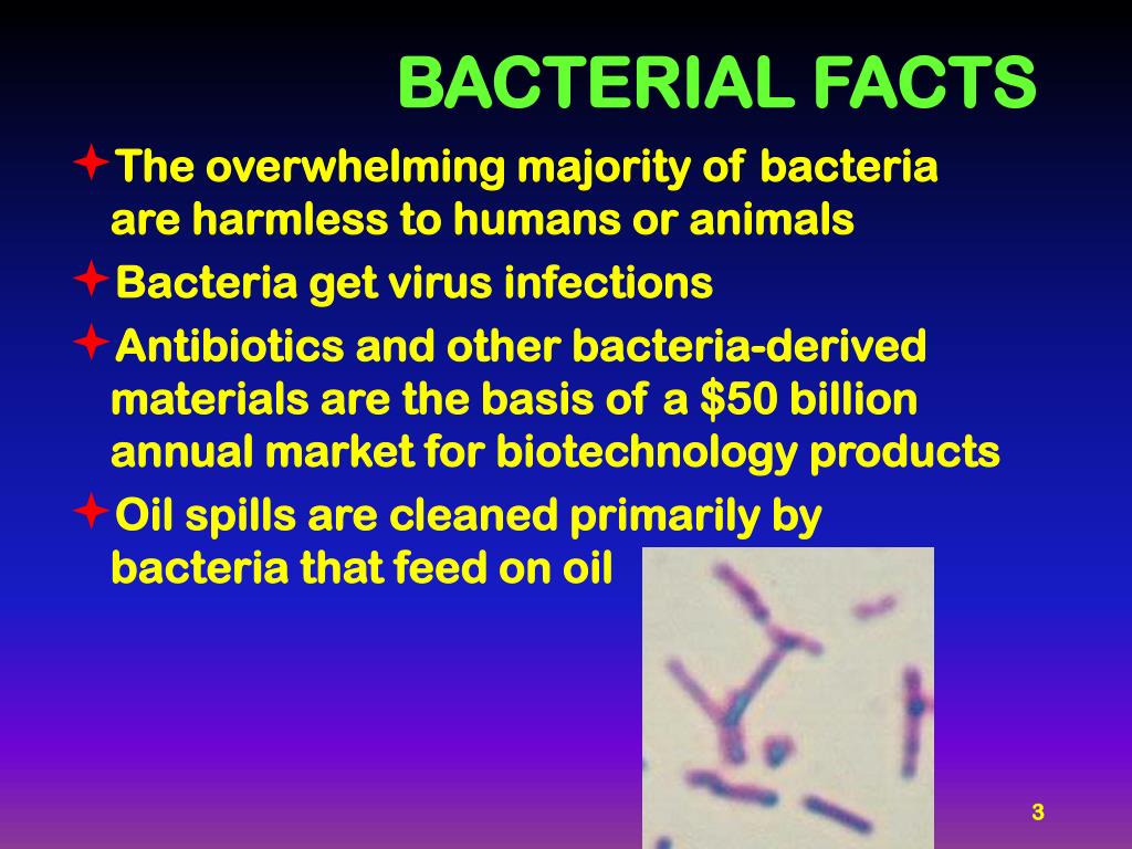 PPT - MICROBIOLOGY Cell Biology of Bacteria PowerPoint Presentation ...