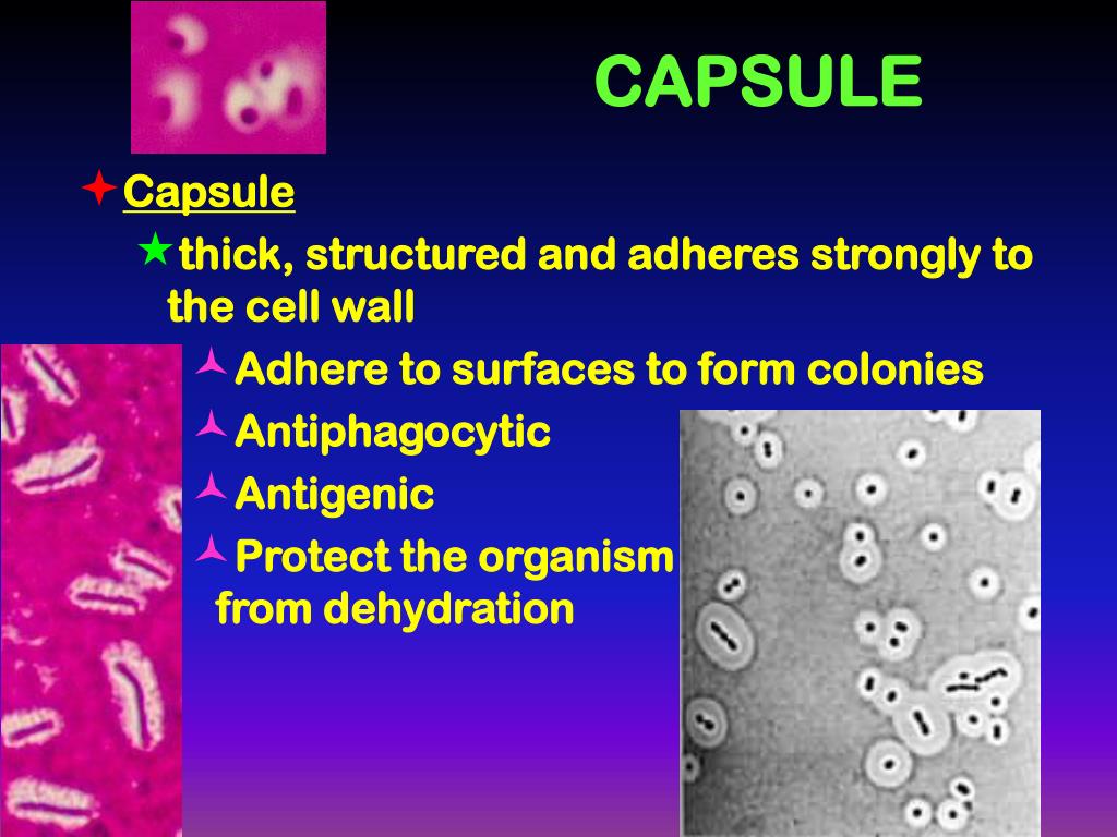 PPT - MICROBIOLOGY Cell Biology of Bacteria PowerPoint Presentation ...