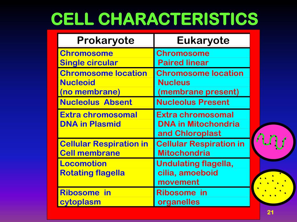 PPT - MICROBIOLOGY Cell Biology of Bacteria PowerPoint Presentation ...