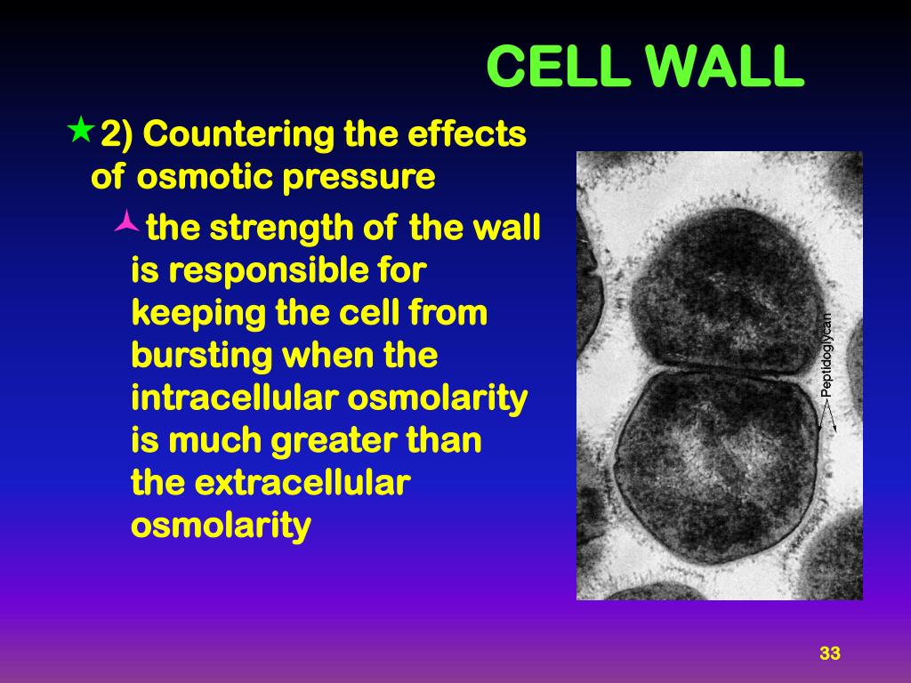 PPT - MICROBIOLOGY Cell Biology of Bacteria PowerPoint Presentation ...