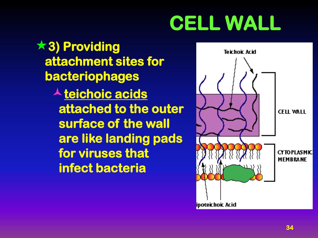 PPT - MICROBIOLOGY Cell Biology of Bacteria PowerPoint Presentation ...