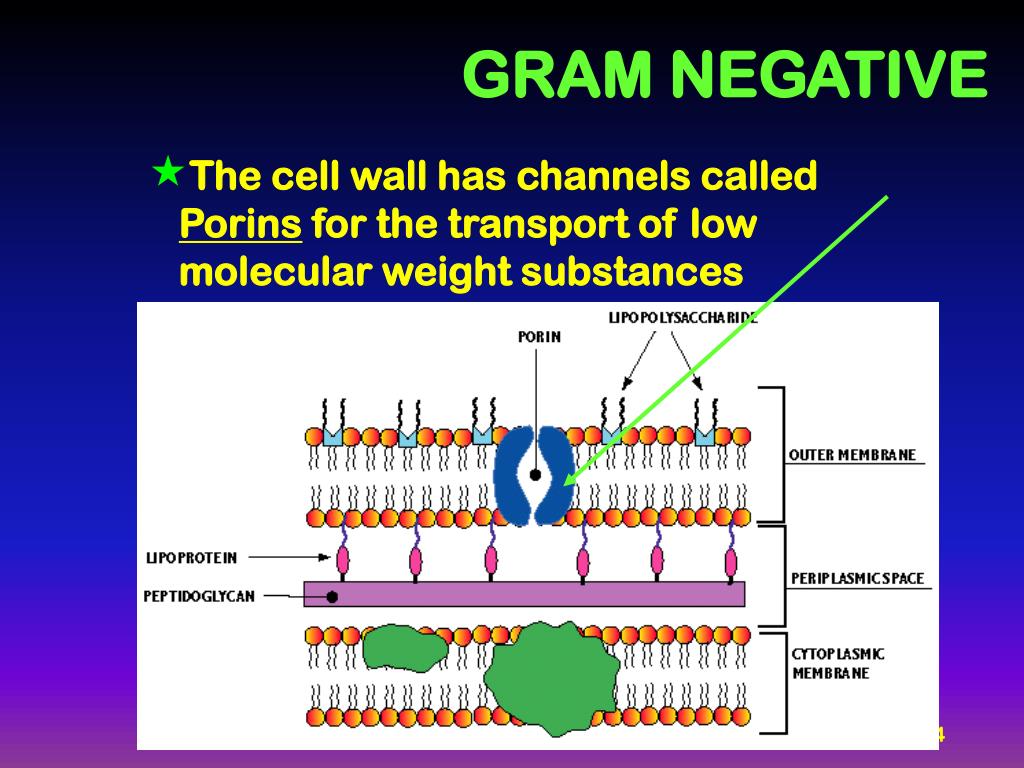 PPT - MICROBIOLOGY Cell Biology of Bacteria PowerPoint Presentation ...