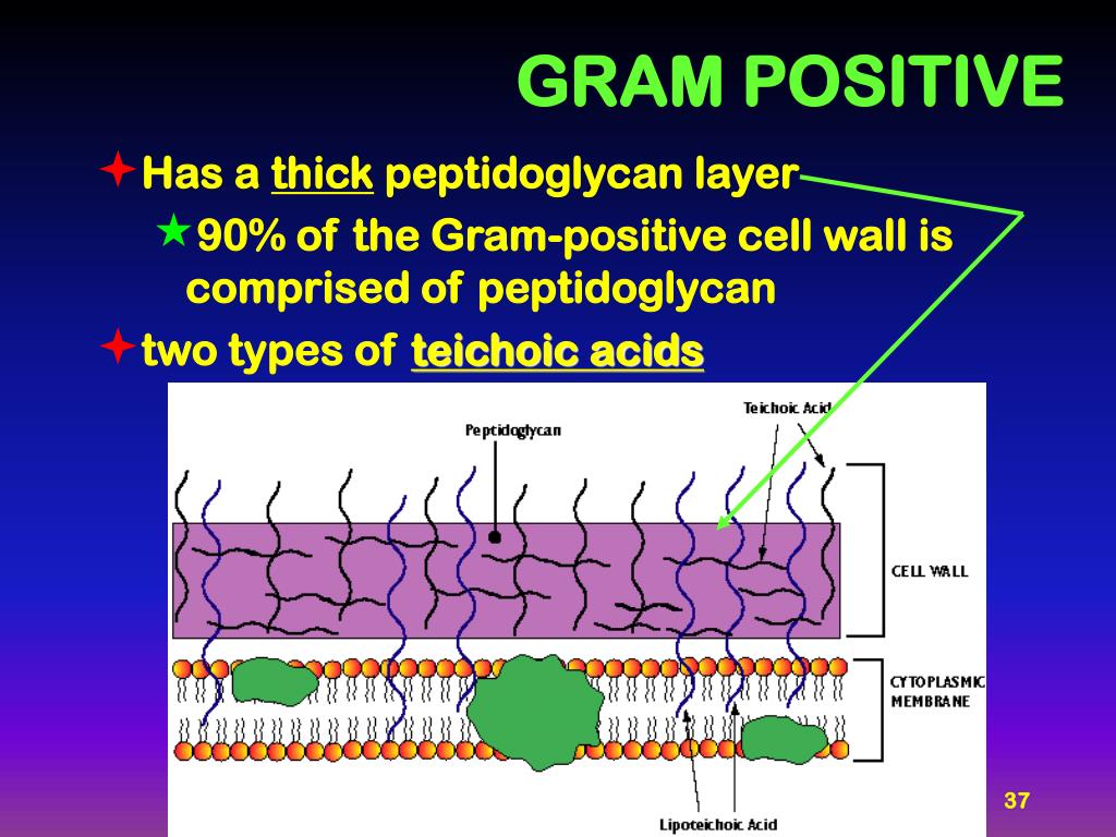 PPT - MICROBIOLOGY Cell Biology of Bacteria PowerPoint Presentation ...