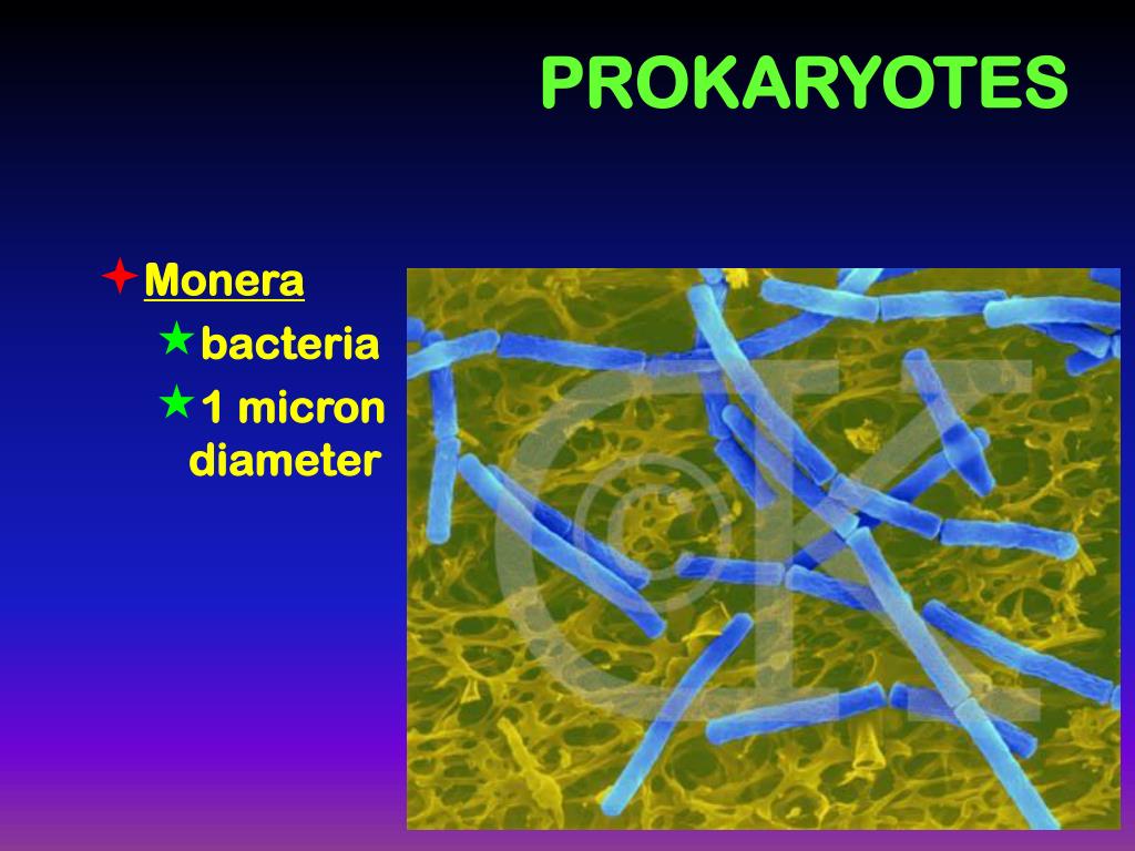 PPT - MICROBIOLOGY Cell Biology of Bacteria PowerPoint Presentation ...