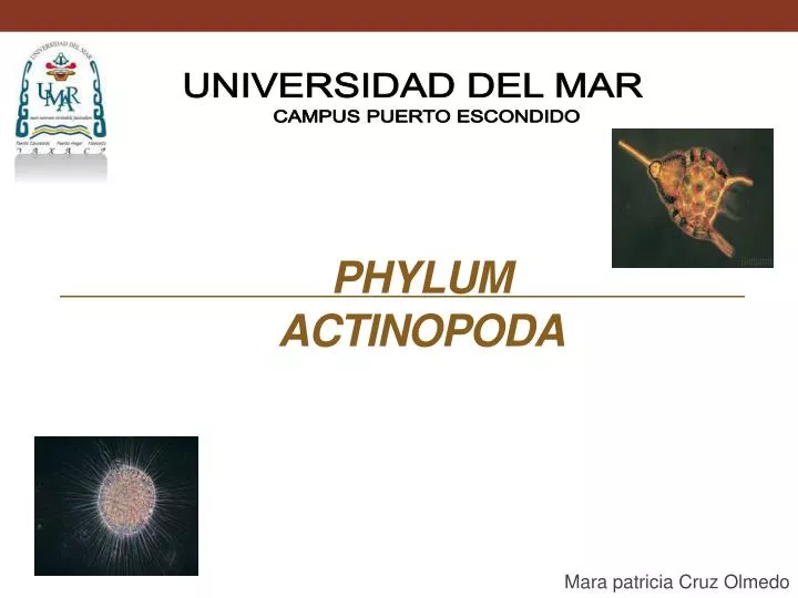 PPT - Phylum Actinopoda PowerPoint Presentation, free download - ID:2961797