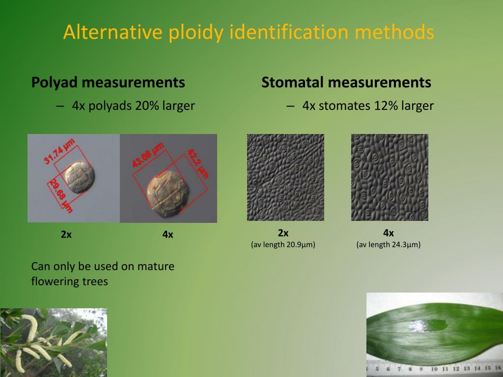 PPT - Breeding Polyploid Acacia mangium for wood production PowerPoint ...