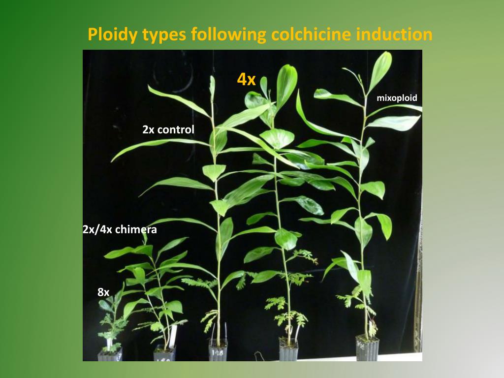 PPT - Breeding Polyploid Acacia mangium for wood production PowerPoint ...