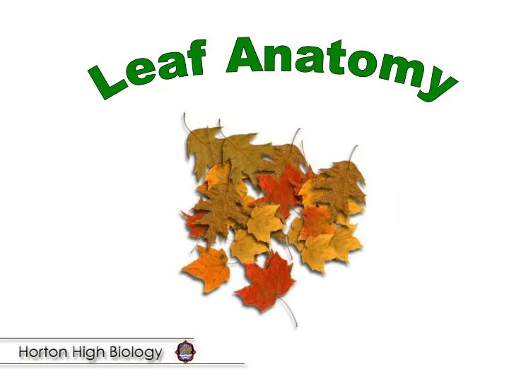 PPT - Leaf Anatomy PowerPoint Presentation, free download - ID:2962309