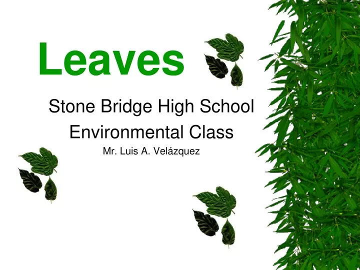 PPT - Leaves PowerPoint Presentation, free download - ID:2962316