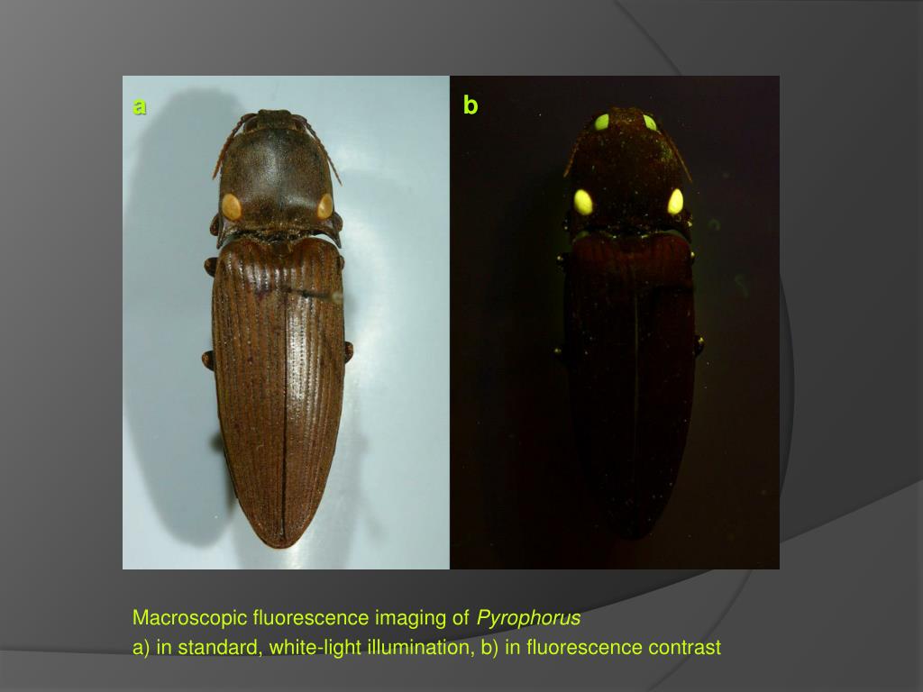 PPT - Fluorescence spectroscopy study of bioluminescent insects ...