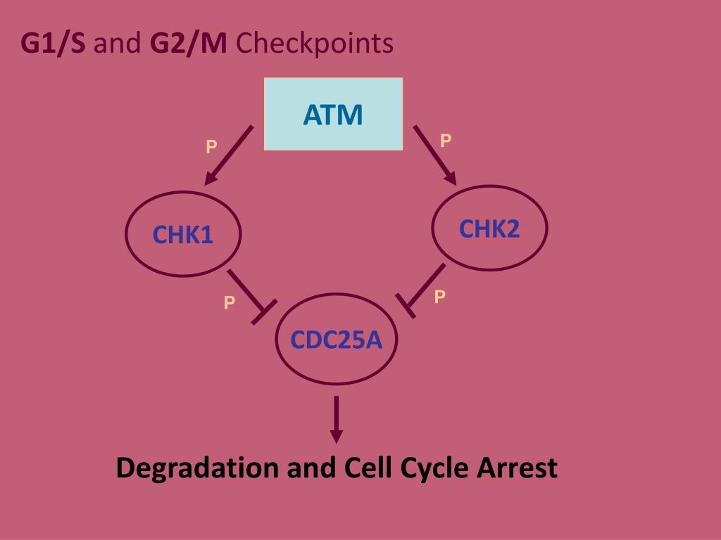 PPT - ATM , Ataxia Telangiectasia , & Cancer PowerPoint Presentation ...