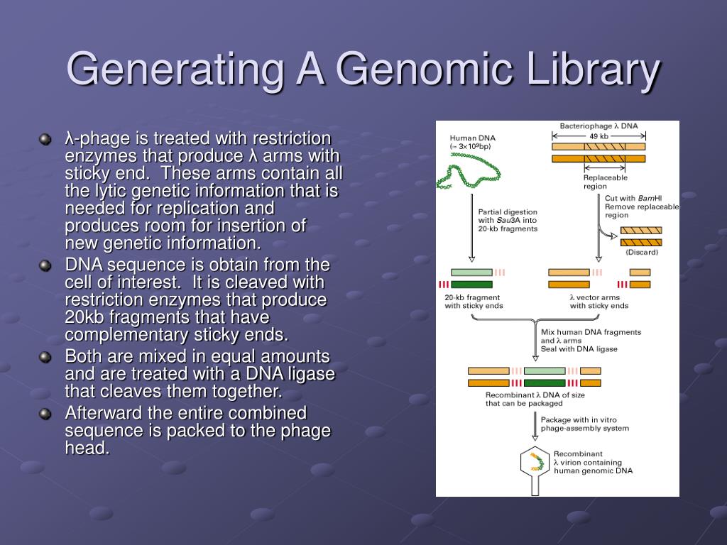 PPT - Genomic DNA & cDNA Libraries PowerPoint Presentation, free ... PPT - Genomic DNA & cDNA Libraries PowerPoint Presentation, free ...