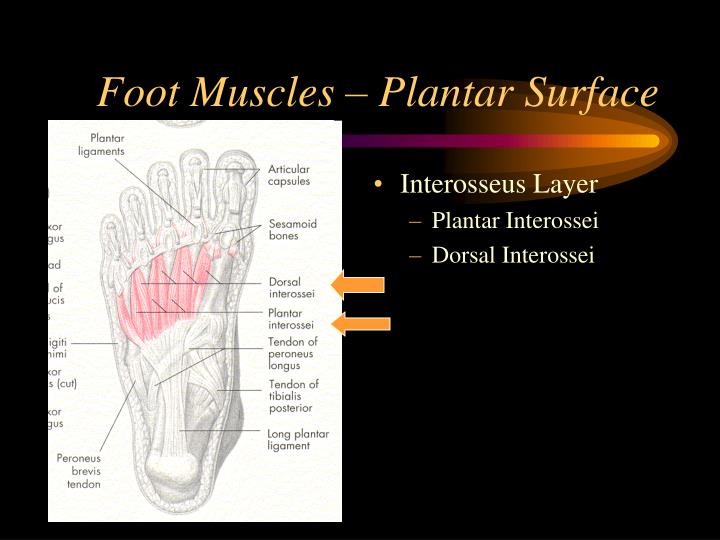 PPT - Foot Anatomy PowerPoint Presentation - ID:2962633