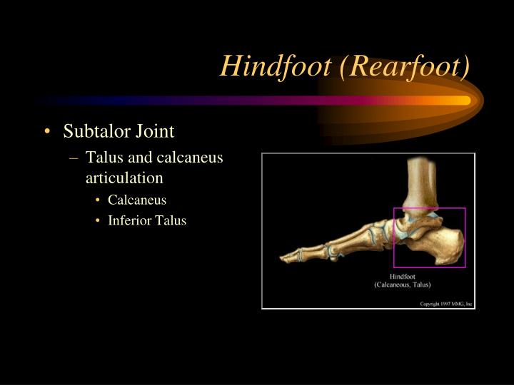 PPT - Foot Anatomy PowerPoint Presentation - ID:2962633
