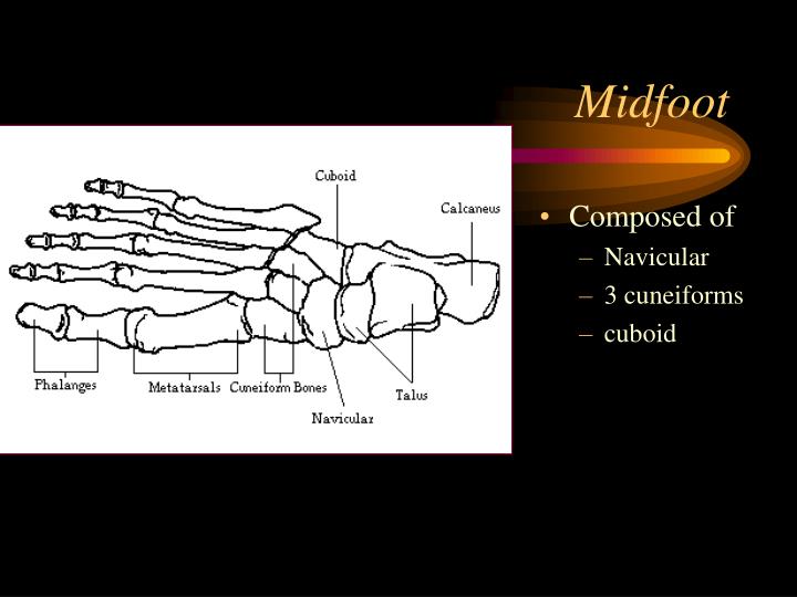 PPT - Foot Anatomy PowerPoint Presentation - ID:2962633