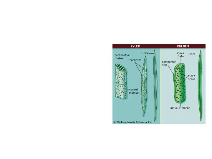 PPT - Phloem PowerPoint Presentation, free download - ID:2962946
