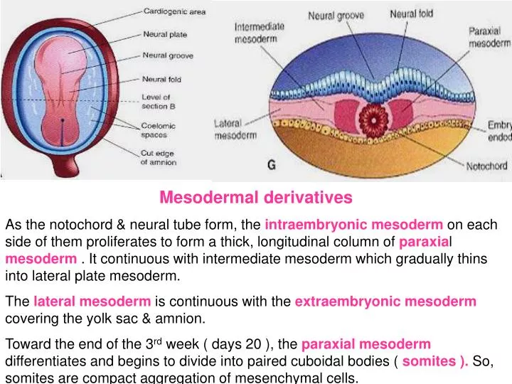 PPT - Mesodermal derivatives PowerPoint Presentation, free download ...
