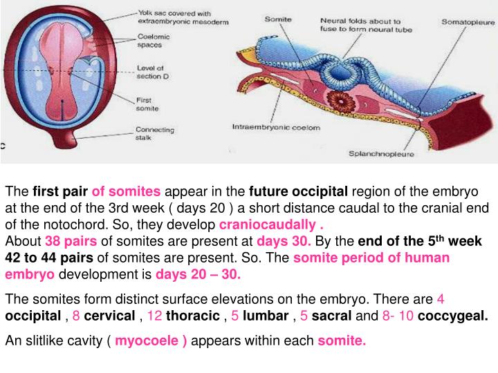 PPT - Mesodermal derivatives PowerPoint Presentation - ID:2962953