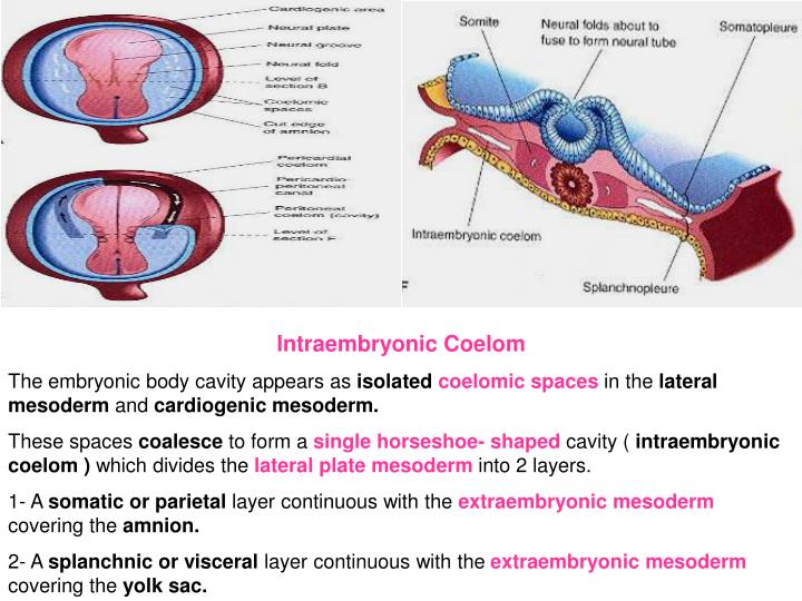 PPT - Mesodermal derivatives PowerPoint Presentation - ID:2962953