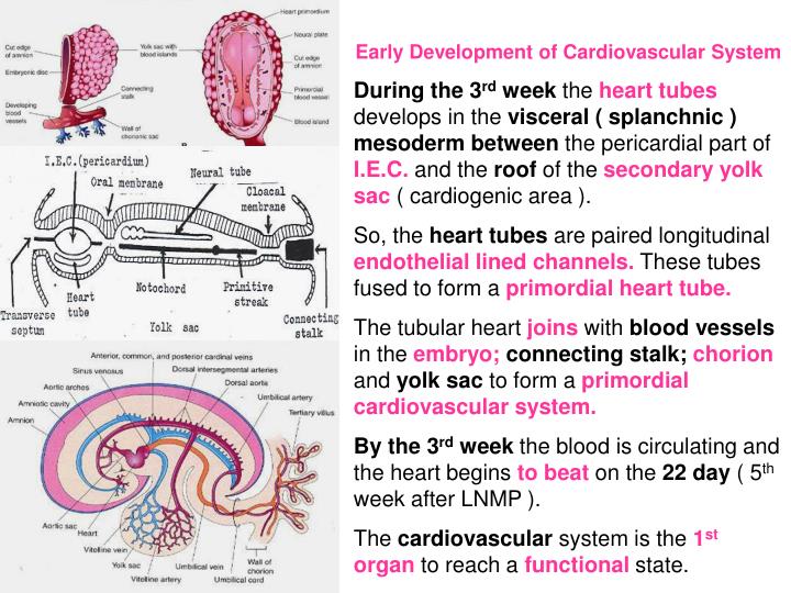 PPT - Mesodermal derivatives PowerPoint Presentation - ID:2962953