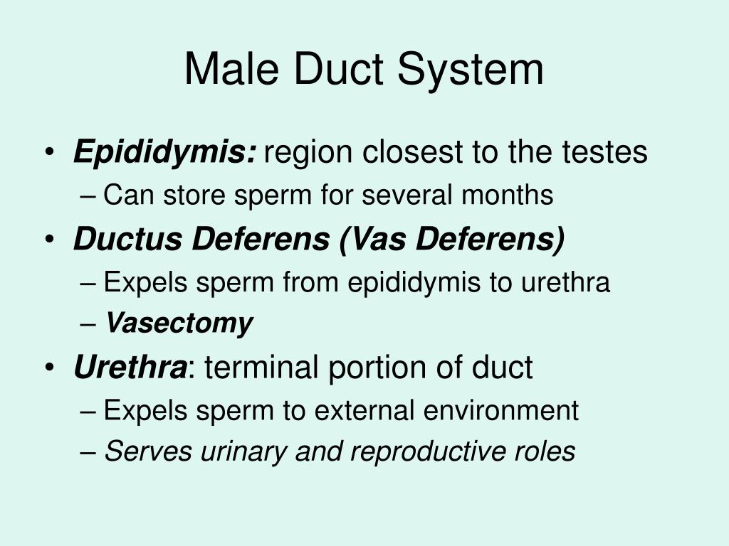 PPT - Biology 250: Human Anatomy PowerPoint Presentation, free download ...