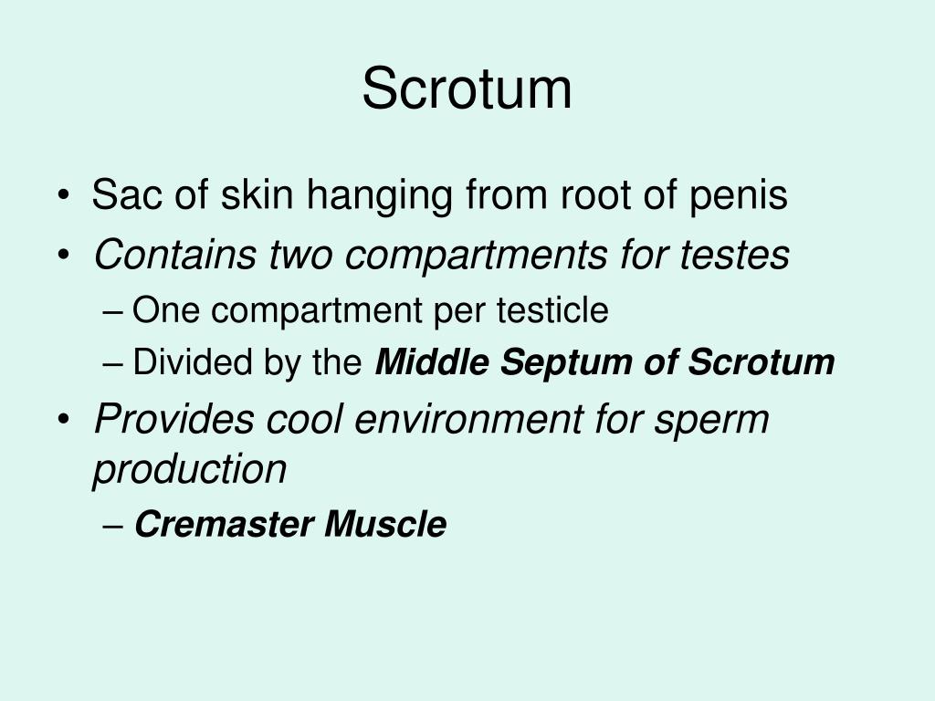 PPT - Biology 250: Human Anatomy PowerPoint Presentation, free download ...