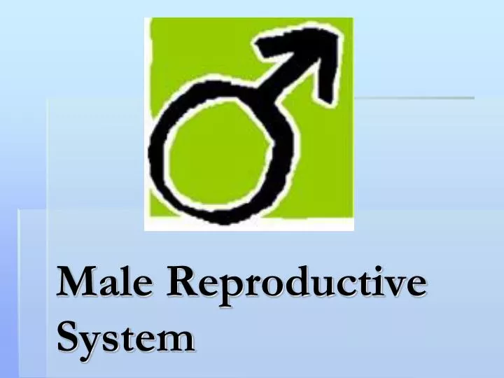 Ppt Male Reproductive System Powerpoint Presentation Id 2962998