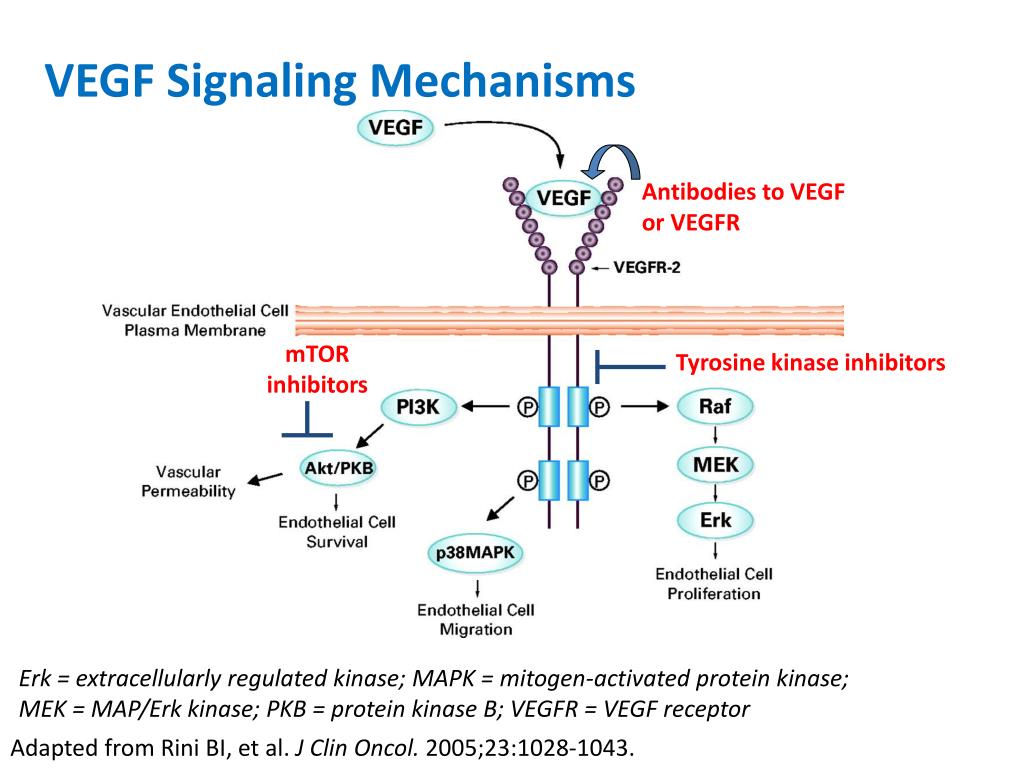 PPT - Renal Cell Carcinoma (RCC): Molecular Basis of Therapeutic ...