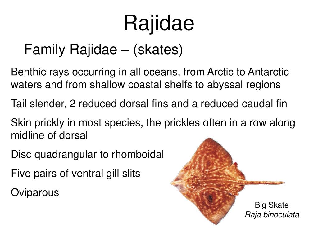 PPT - Natural History of Sharks, Skates, and Rays Phylogeny of Batoidea ...