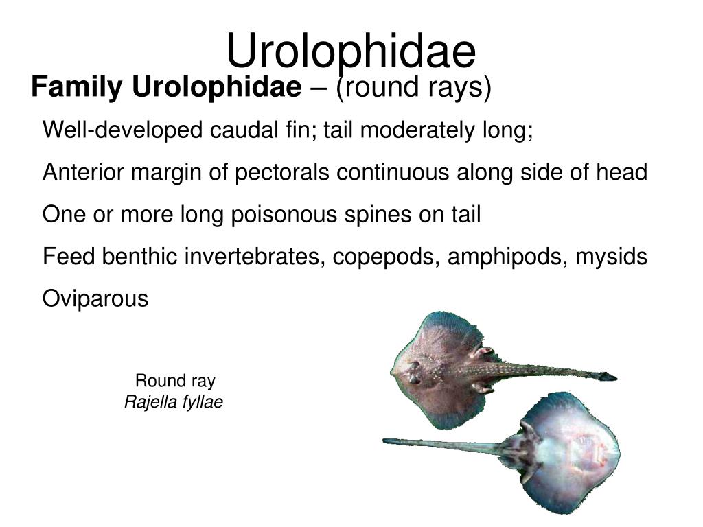 PPT - Natural History of Sharks, Skates, and Rays Phylogeny of Batoidea ...