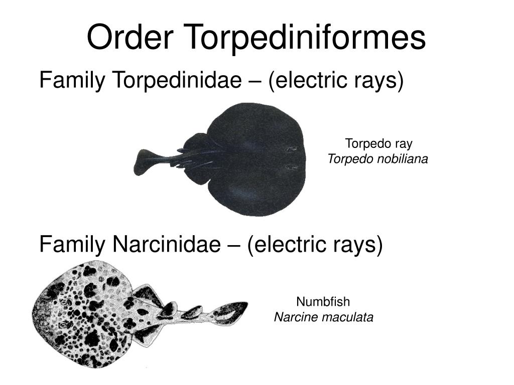 PPT - Natural History of Sharks, Skates, and Rays Phylogeny of Batoidea ...