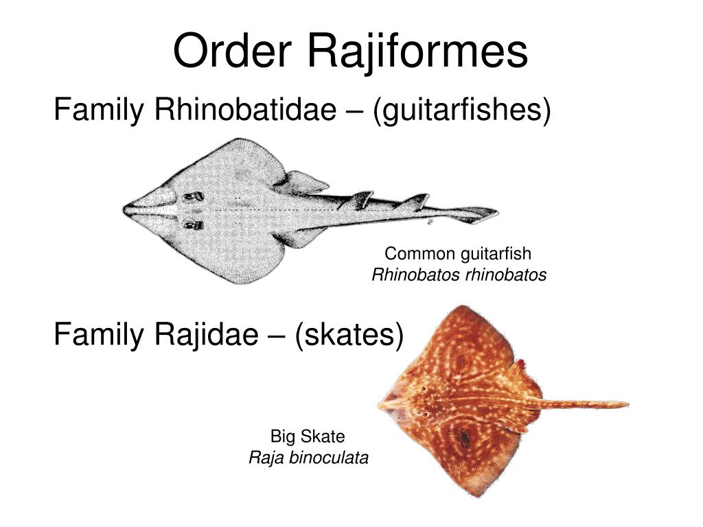 PPT - Natural History of Sharks, Skates, and Rays Phylogeny of Batoidea ...