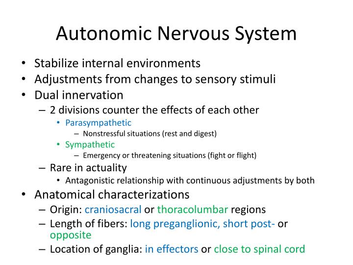 PPT - Autonomic Nervous System PowerPoint Presentation - ID:2963454