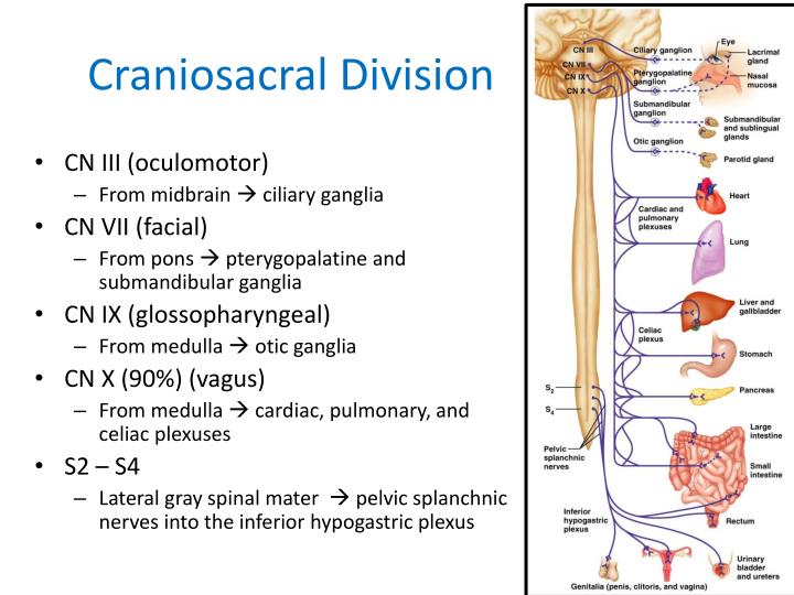 PPT - Autonomic Nervous System PowerPoint Presentation - ID:2963454