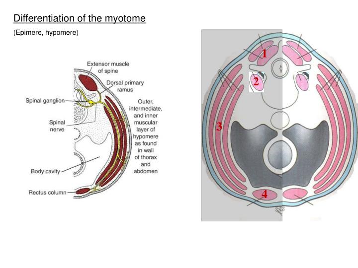 PPT - Development of the vertebral column, the locomotor system and the ...