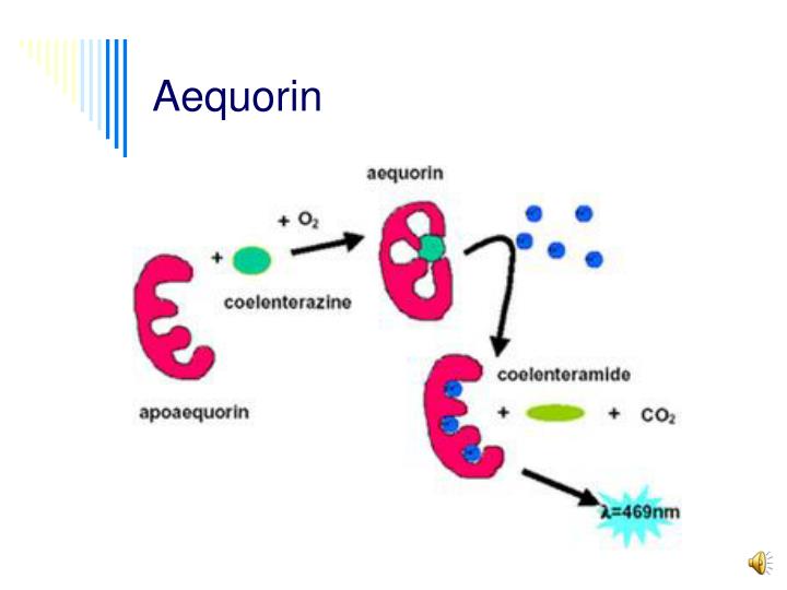 PPT - Bioluminescence PowerPoint Presentation - ID:2963560