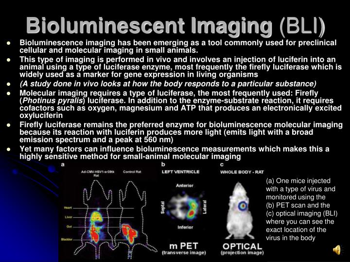PPT - Bioluminescence PowerPoint Presentation - ID:2963560