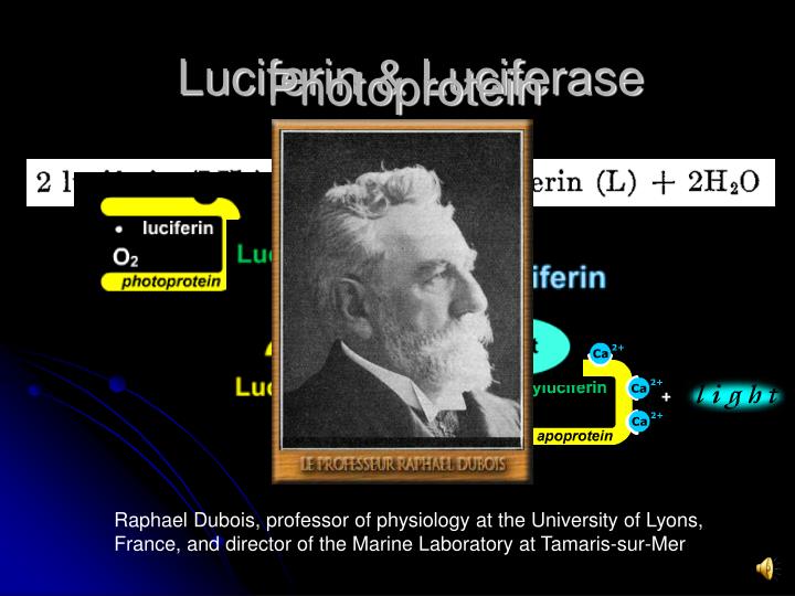 PPT - Bioluminescence PowerPoint Presentation - ID:2963560