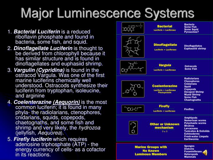 PPT - Bioluminescence PowerPoint Presentation - ID:2963560