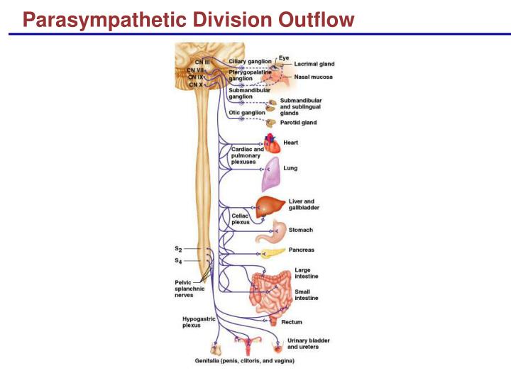 PPT - Comparison of Somatic and Autonomic Systems PowerPoint ...