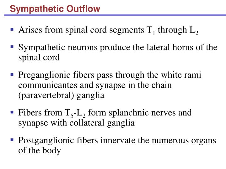 PPT - Comparison of Somatic and Autonomic Systems PowerPoint ...