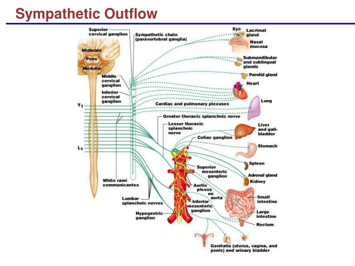 PPT - Comparison of Somatic and Autonomic Systems PowerPoint ...