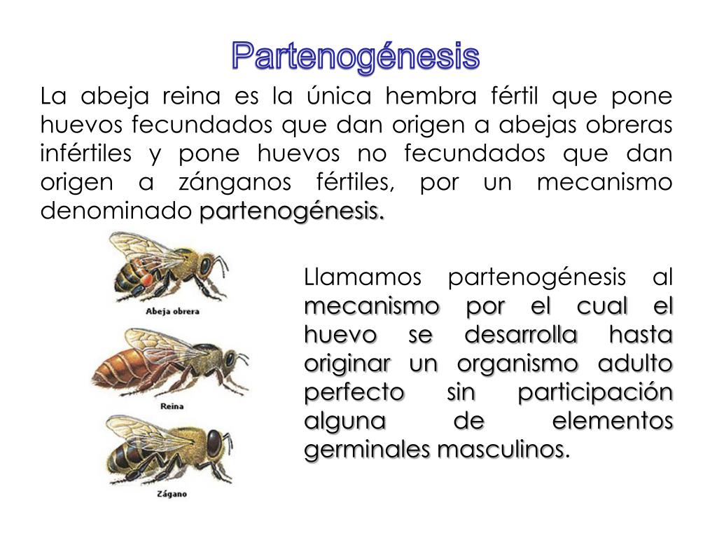 PPT - Unidad N° 1 Reproducción en organismos sencillos y en animales ...