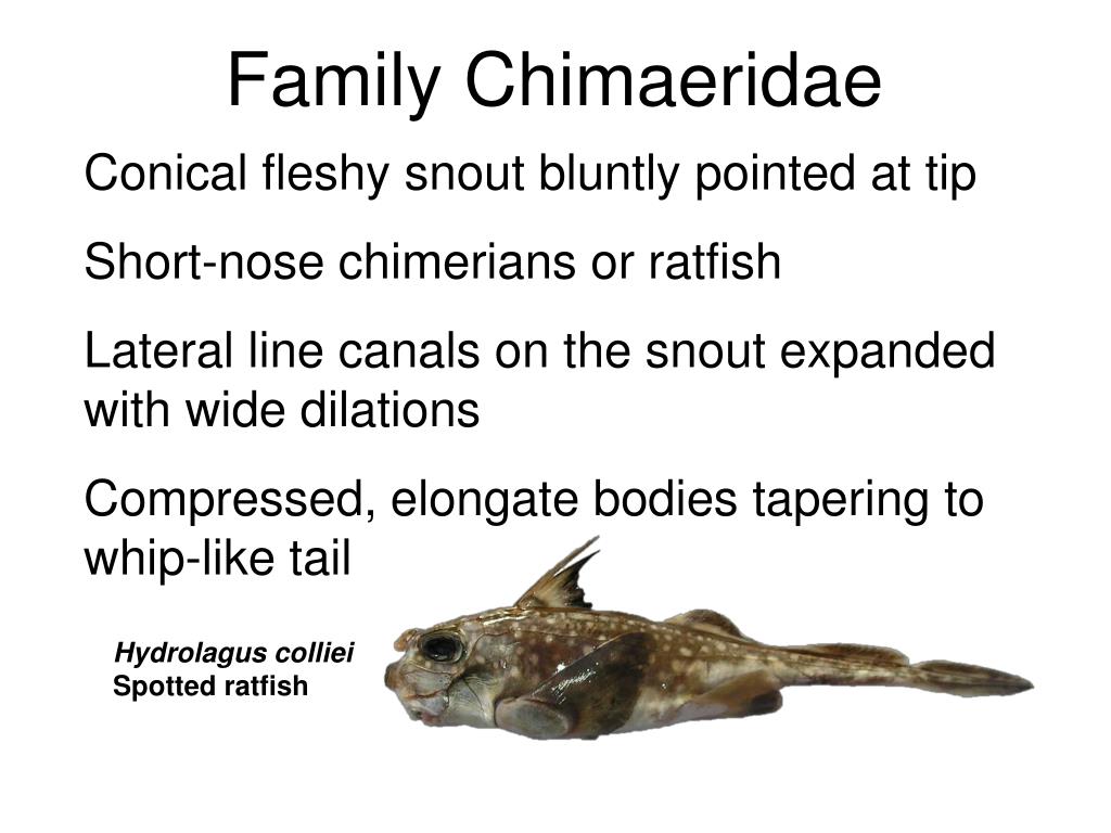 PPT - Natural History of Sharks, Skates, and Rays Phylogeny of ...